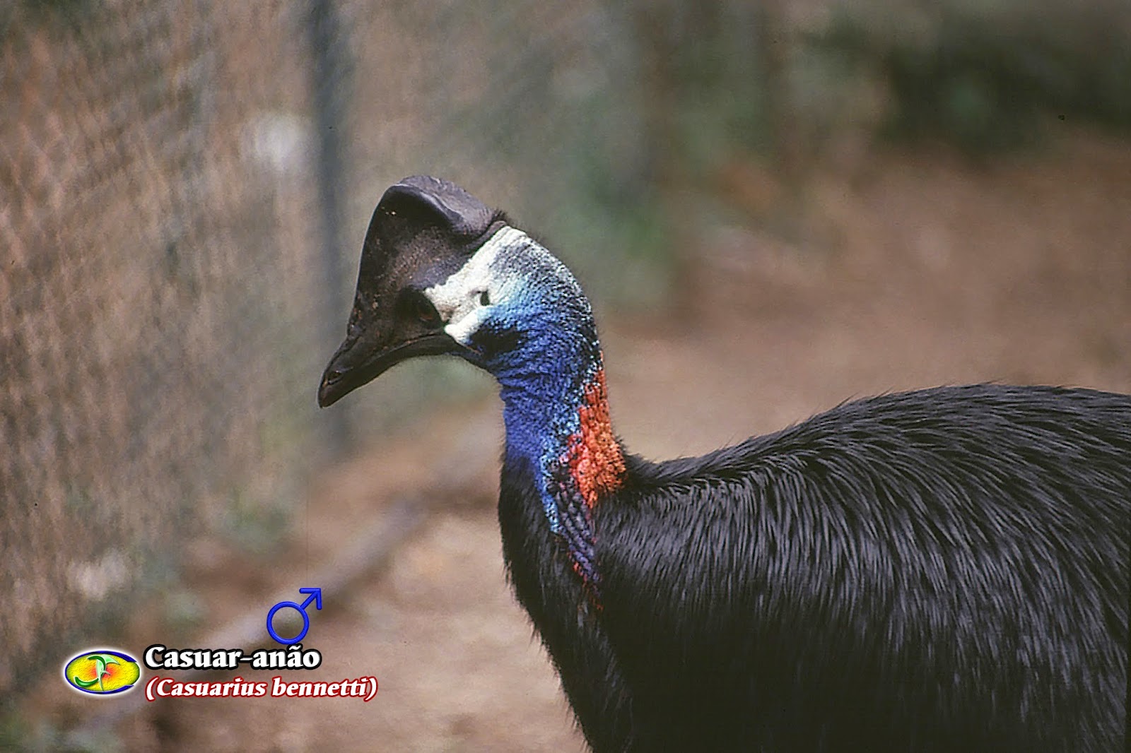 Zoologia: Casuar-anão (Casuarius bennetti)